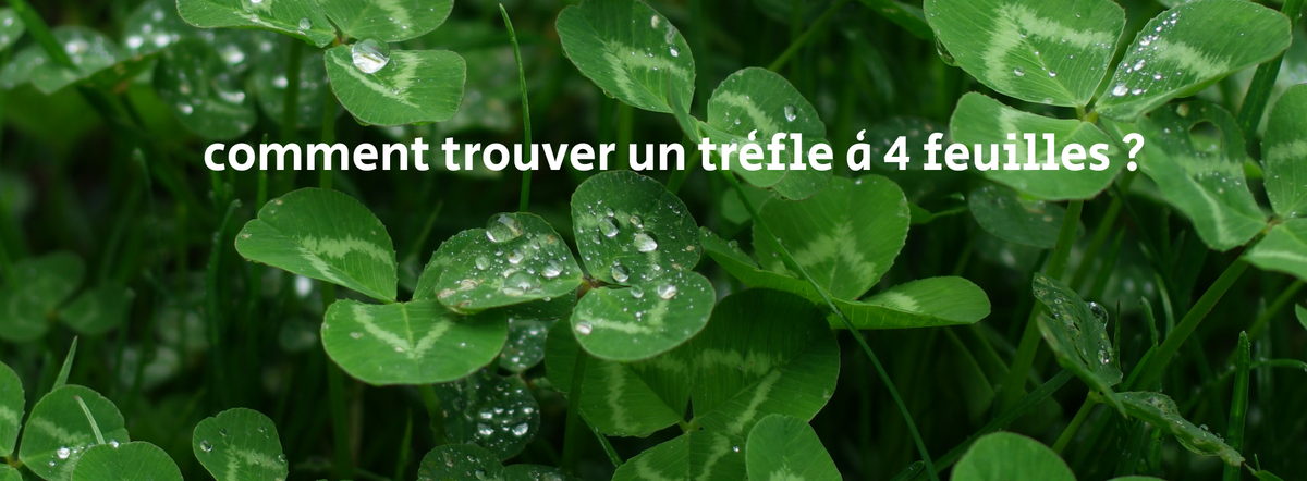 Comment trouver un trefle a 4 feuilles